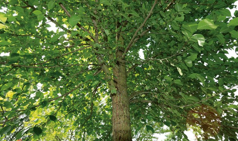 Resistenta almar – Björkhaga Plantskola